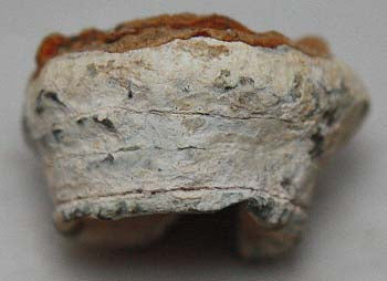 Bullet Fired into Musket Ram Rod - Corinth $40 TL7498 – Tennessee Lead