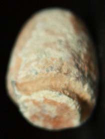 SOLD TL7194 Picket Bullet McKee & Mason 165 SOLD – Tennessee Lead